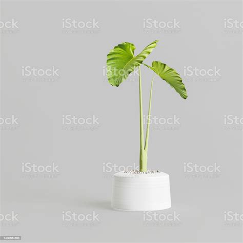 흰색 배경에 고립 된 현대 화분에 관엽 식물의 3d 그림 0명에 대한 스톡 사진 및 기타 이미지 0명 3차원 형태 건강한