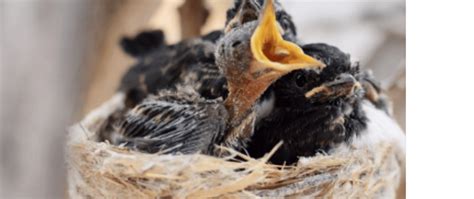 How To Nest Lazy Loaded Modules Dev Community