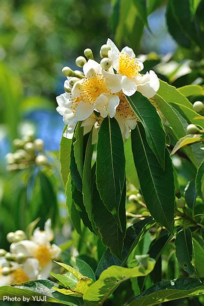 イジュ Schima wallichii subsp noronhae 沖縄の維管束植物 花の図鑑 おきなわカエル商会