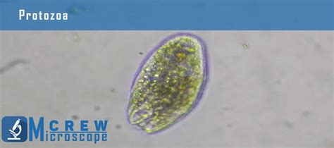 What Do Germs Look Like Under A Microscope Microscope Crew
