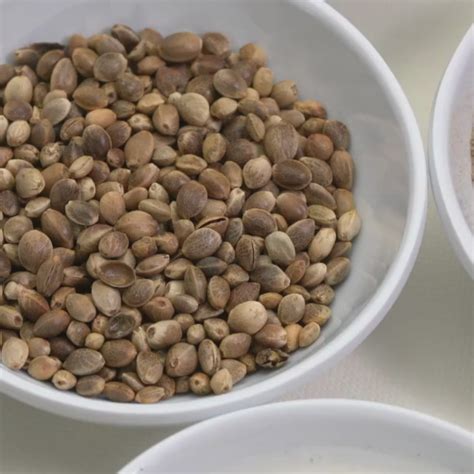 Buy Online Hemp Seeds Bhang Seeds At Best Price In India Healthy Master