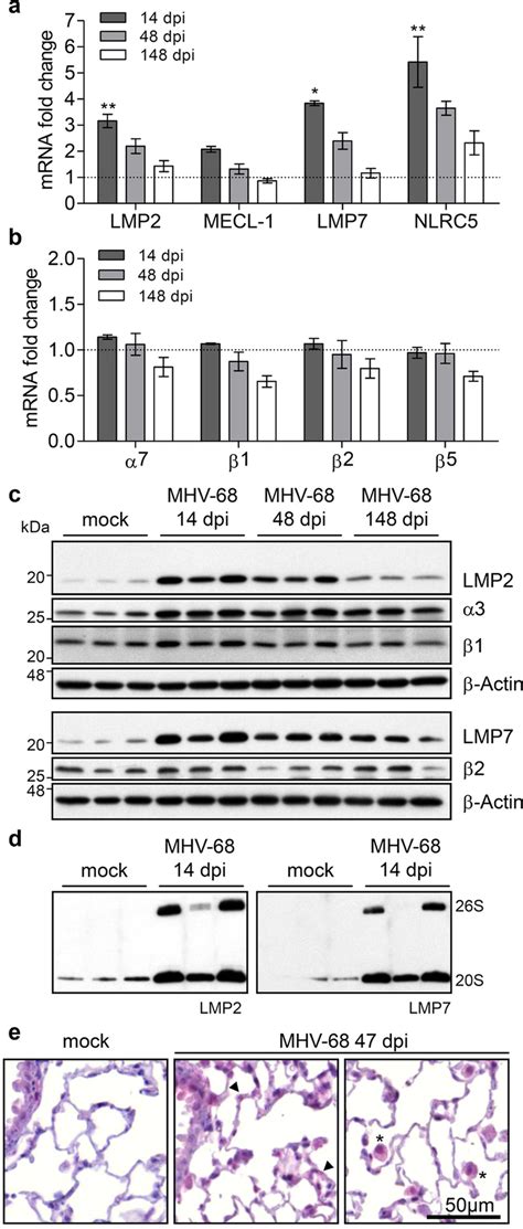 Murine Gammaherpesvirus 68 Mhv 68 Infection Induces Immunoproteasomes