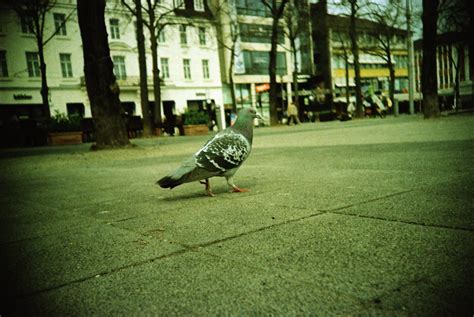 Bird Lomo LC A Fuji Sensia 200 Fabian Schreiter Flickr