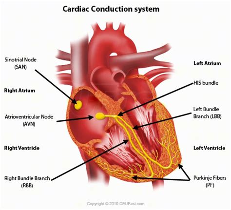 Cardiac Conduction System Electricalvoice