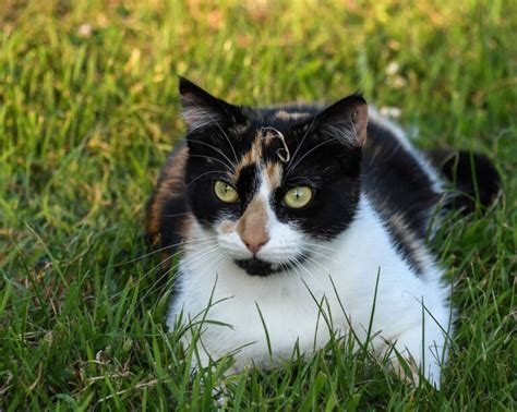 Chat Isabelle Quelles Sont Ses Particularités