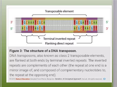 Transposon Mutagenesis And Site Directed Mutagenesis Ppt