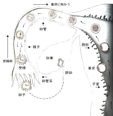 排卵とは？・・・「妊娠の基礎知識」