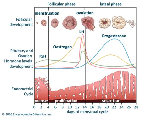 Hormonal Contraception Flashcards Quizlet