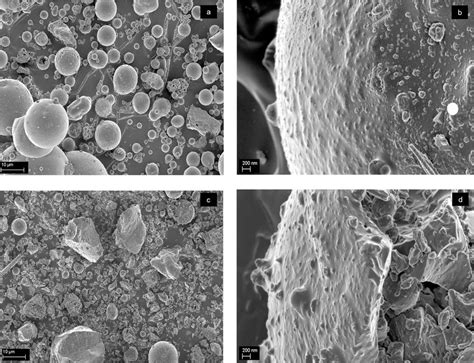 Scanning Electron Micrographs Representing The Morphology Of Untreated