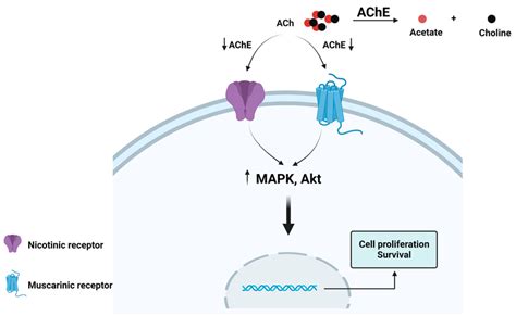 Hydrolysis Of Acetylcholine Ach By Acetylcholinesterase Ache Ache