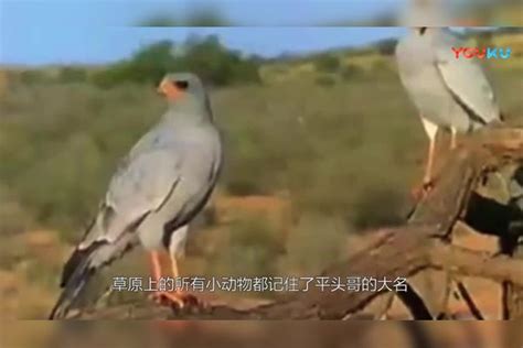 假如平头哥蜜獾有狮子的体型 打得过狮子老虎 地球还有对手吗狮子体型老虎