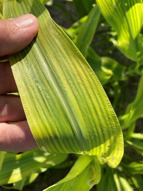 Iron Deficiency And Symptoms In Texas Field Crops Texas Row Crops
