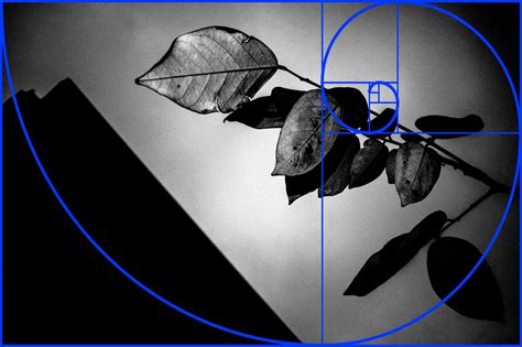Golden Rectangle Composition