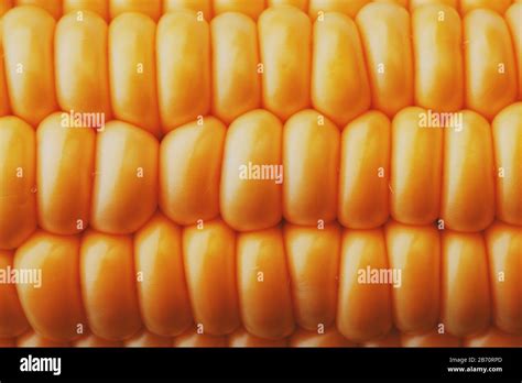 Corn Grains In Close Up Closeup Rows Of Fresh And Ripe Yellow Corn