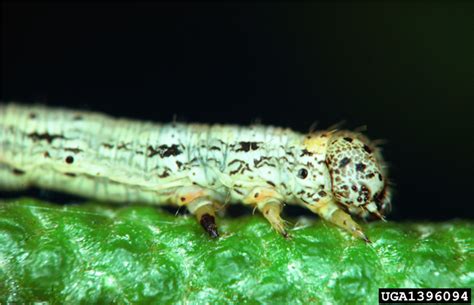 Cankerworm Fact Sheet Extension