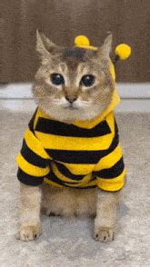 Sister Mei Tole Tole  Sister Mei Tole Tole Singing Cat Discover