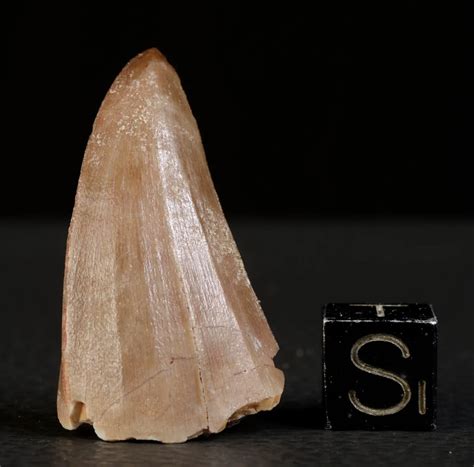 Mosasaurus Hoffmanni Tooth Fossil Id The Fossil Forum