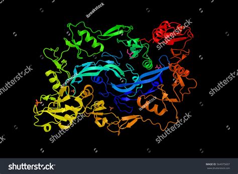 Myostatin Secreted Growth Differentiation Factor That Stock