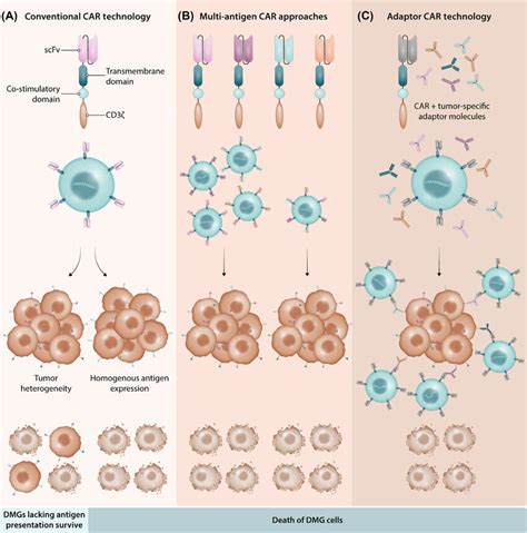 Chimeric Antigen Receptor Car T Cell Design And Treatment Strategies