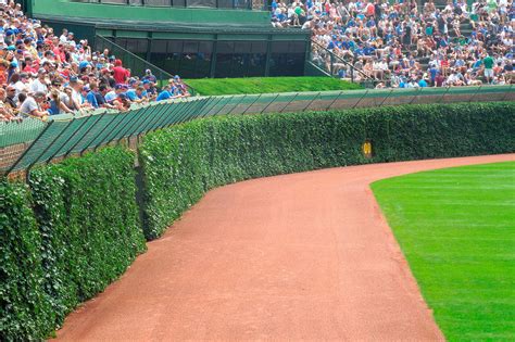 Wrigley Field Vines