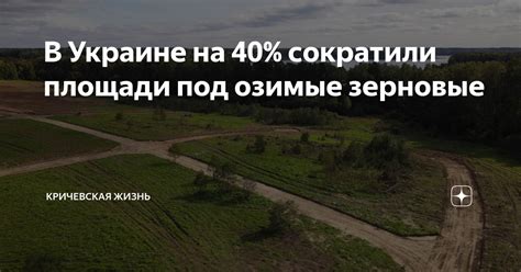 В Украине на 40 сократили площади под озимые зерновые Krichevlive Дзен