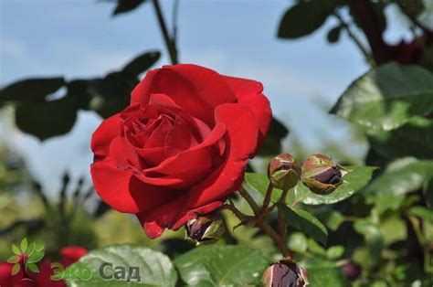 Роза "Сантана" (Rose 'Santana') - Розы плетистые - Розы - Каталог - Eko ...