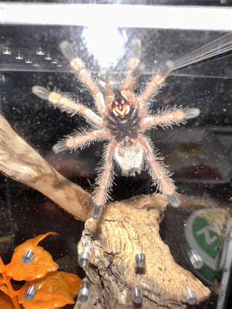 Sex Of Pink Toe R Tarantulas