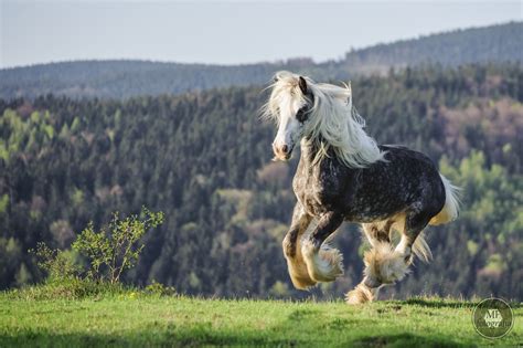 Gypsy Cob Konie Cygańskie