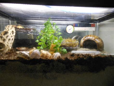 Basic Hermit Crab Care Hermit Crabs 101