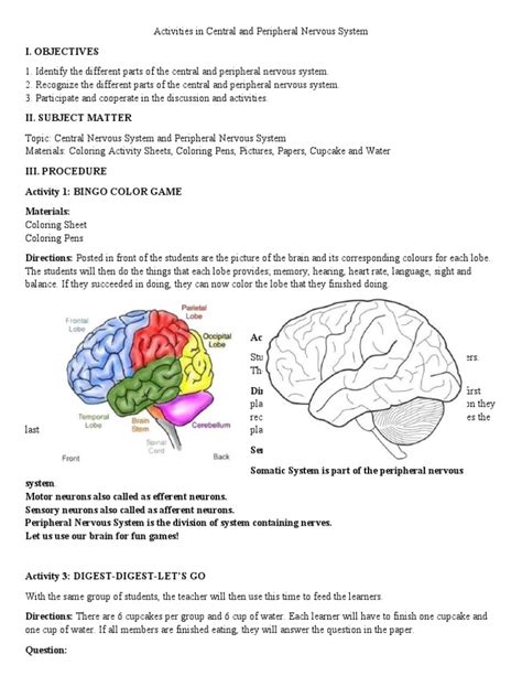 Activities In Central And Peripheral Nervous System Pdf Nervous