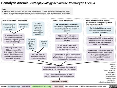 Hemolytic Anemia Pathophysiology Calgary Guide