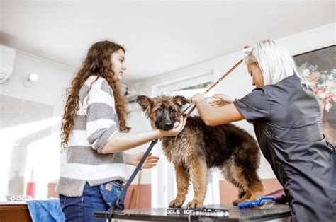 Disclosing The Info How Much To Tip A Dog Groomer