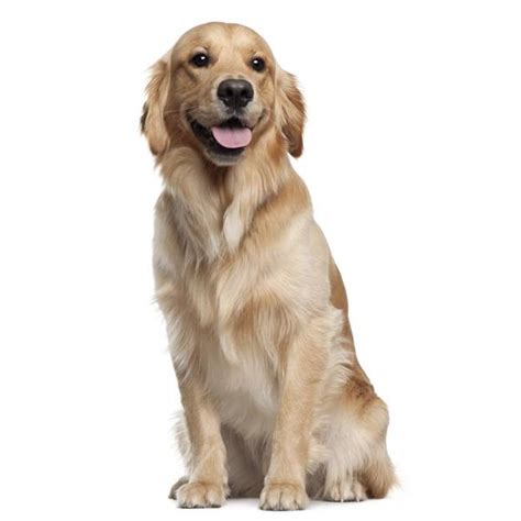Las razas de perros más tiernas Cómo educar a un cachorro