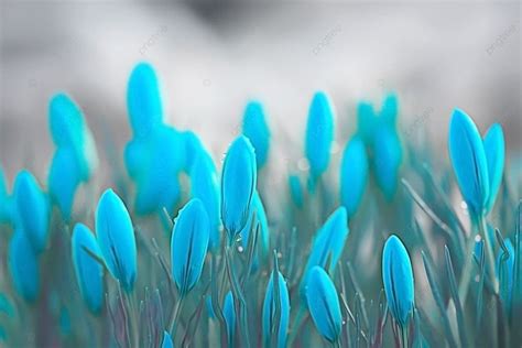 특이한 푸른 봄 꽃 사진 배경 및 무료 다운로드를위한 그림 Pngtree
