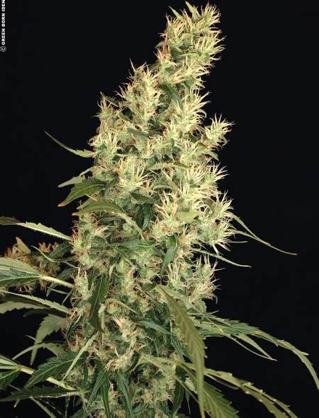 Kali Mist Strain ® 🌱 Originally Bred By Serious Seeds