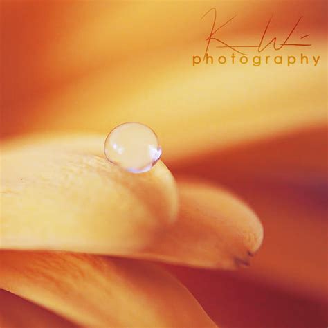 Daisy Drop5 By Keelyweisphotography On Deviantart