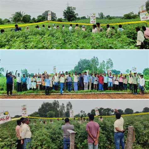 Manoj Kumar Potluru On Linkedin Agriculture Fieldday Cottonfarming Rasiswift Rasiseeds