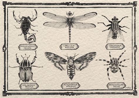 Insect Frame On Behance