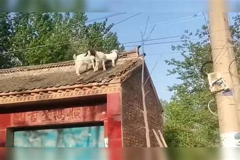 三天不打上房揭瓦羊都组团上房顶了这是怎么上去的