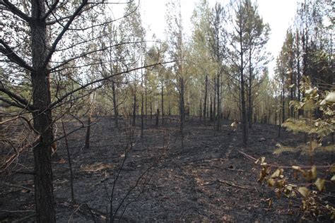 Сэлэнгэ аймгийн Хүдэр суманд гарсан ой хээрийн түймрийг бүрэн унтраажээ