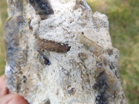 Agatized Fossilized Branch Coral Coral Branch Fossils