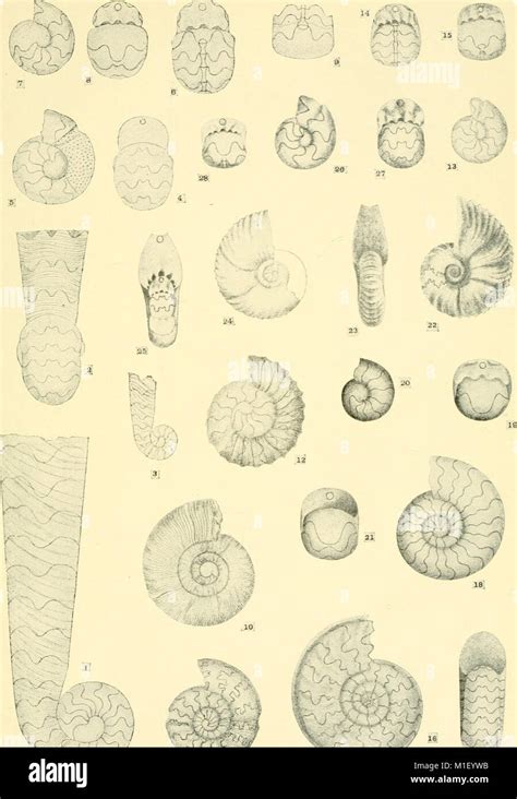 Acceleration Of Development In Fossil Cephalopoda 1914 Examines The Evolution And Rapid