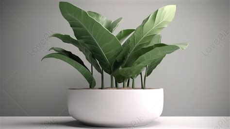 격리된 배경에 넓은 잎이 있는 화분의 3d 렌더링 3d 배경 화분 배경 식물학 배경 이미지 Hd 3d 화분 식물학