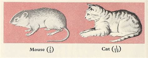 Nemfrog Nemfrog Mouse ½ And Cat 1 12 Arithmetic We