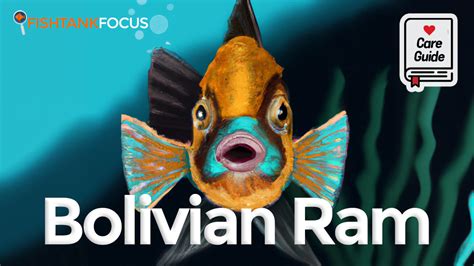 Bolivian Ram The Ultimate Care Guide Diet Mates And More