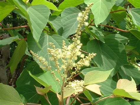 Mallotus Japonicus