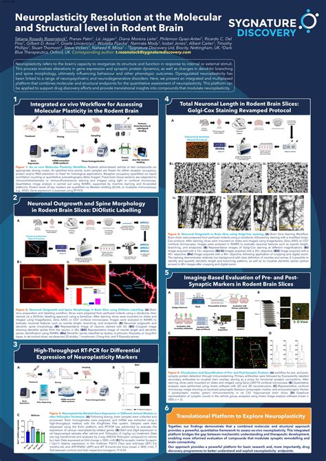 Sfn 2025 Neuroplasticity Resolution At The Molecular And Structural