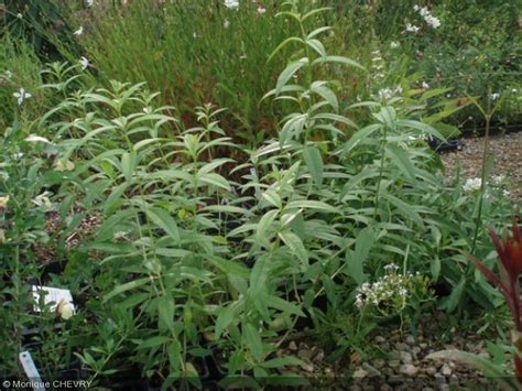 Aloysia Citriodora Verbenaceae Verveine Odorante Verveine Citronnelle