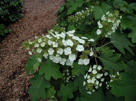 Hydrangea Quercifolia Sike S Dwarf