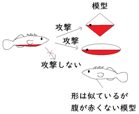 【高校生物】生物の生活②「動物はどのような行動を行うのか？」｜矢口はっぴー